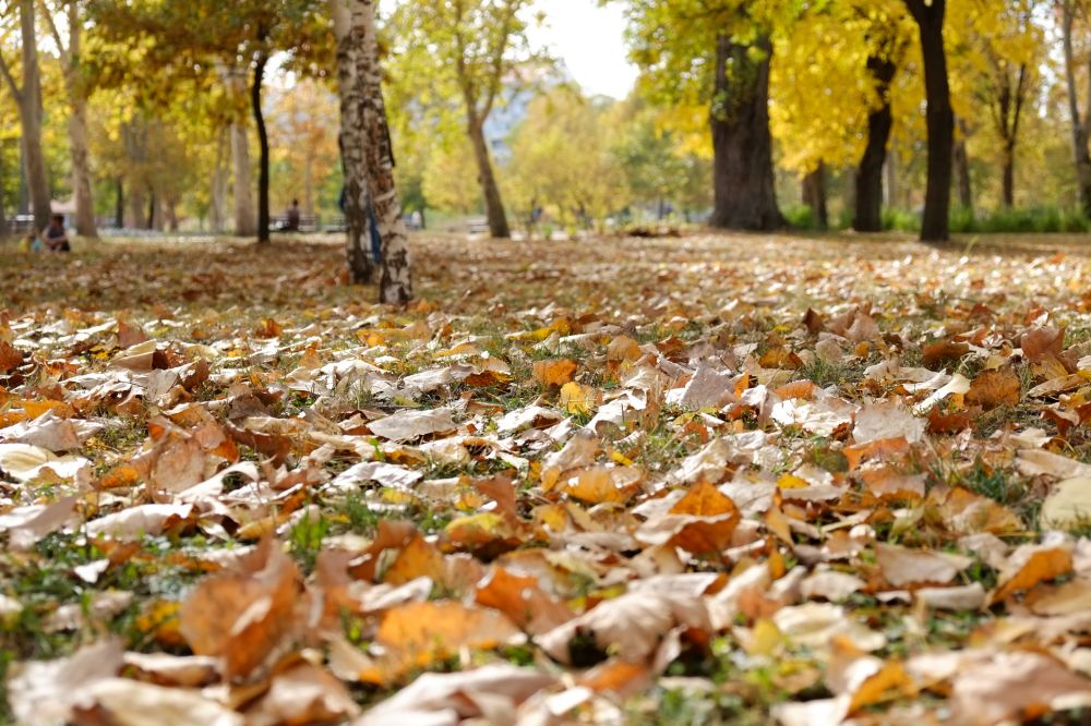 Fall Leaf Clean Up Service JensonBrothers fall-leaf-clean-up-service-jensonbrothers