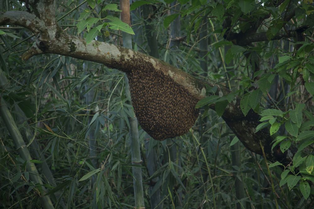 Hive Control | JensonBrothers.com